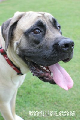 Keeping My Dog, Saban, Healthy and Happy This Summer - Joy's Life